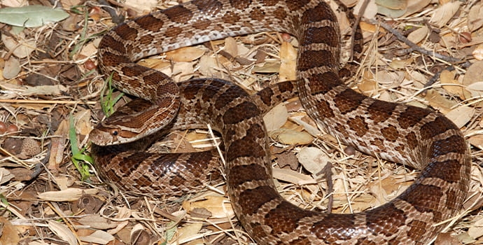 Venomous Snakes | Kansas Poison Center